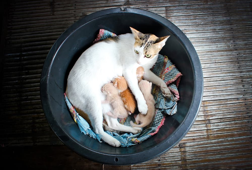 Cat Pregnancy: What to Expect | Great Pet Care