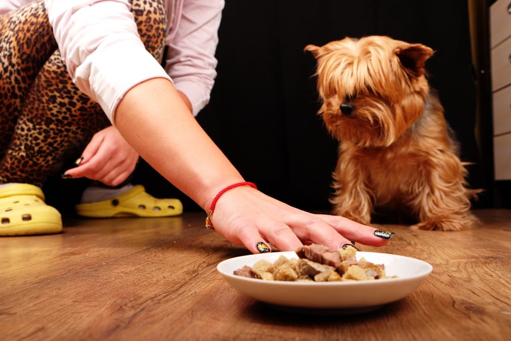 Gastroenteritis In Dogs Great Pet Care