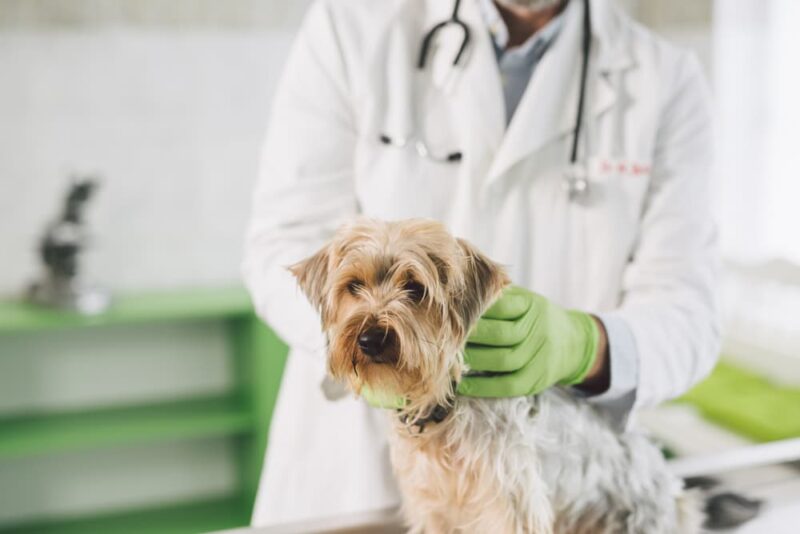 Seborrhea in Dogs | Great Pet Care