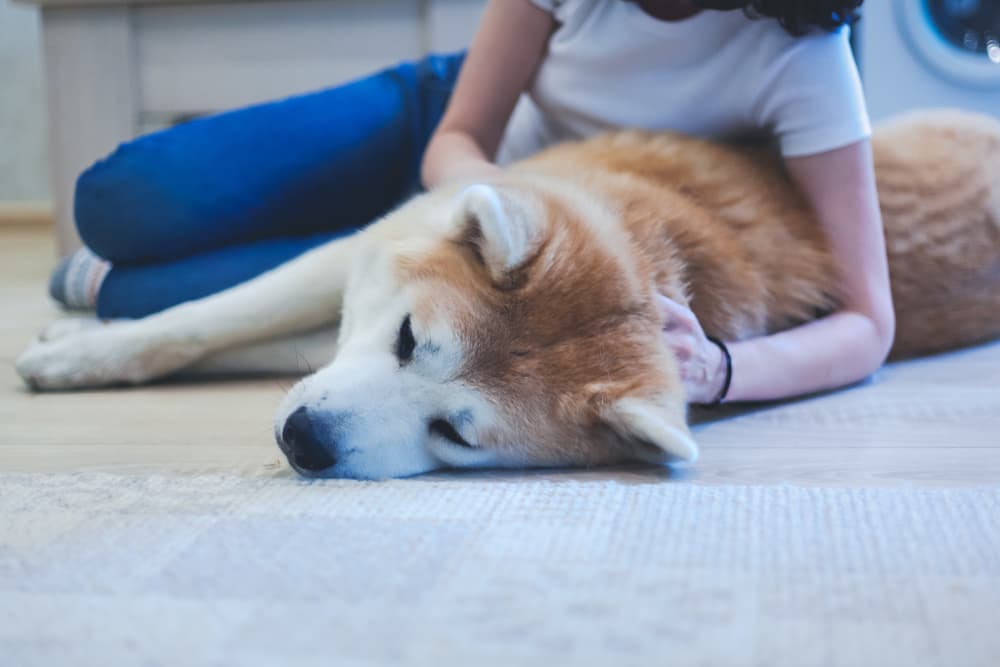 Beagle Pain Syndrome | Great Pet Care