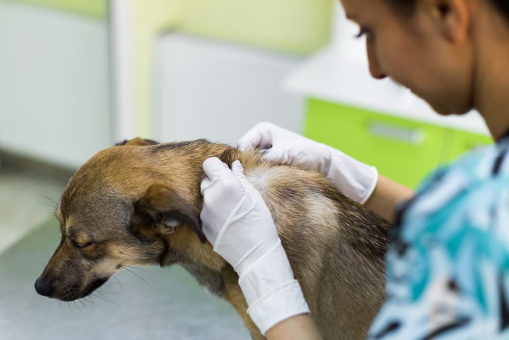 Ringworm in Dogs | Great Pet Care