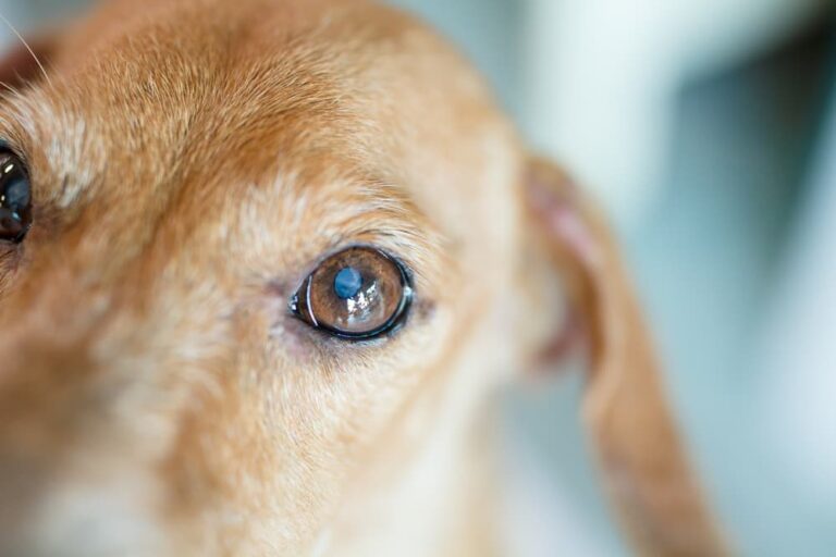 Cataracts in Dogs | Great Pet Care