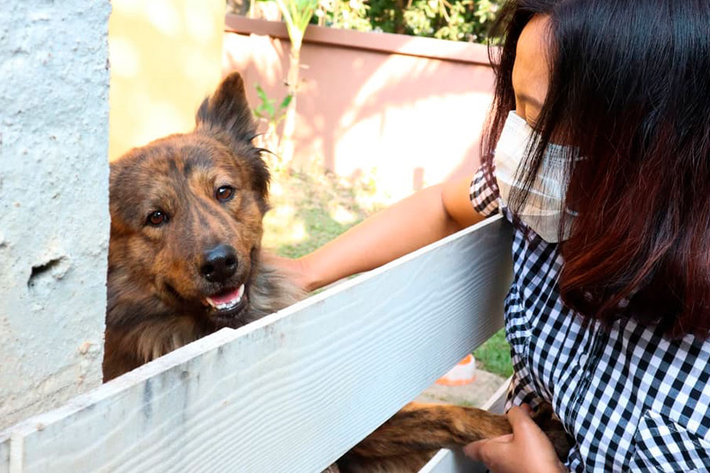 COVID-19: Is Your Pet at Risk From the Coronavirus? | Great Pet Care