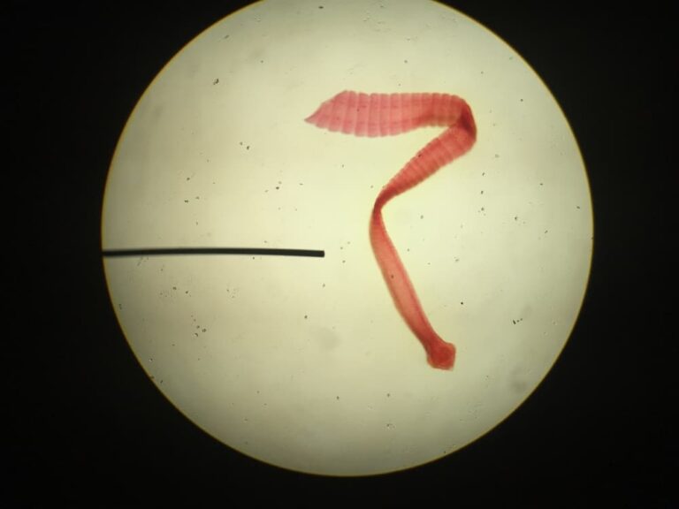 Tapeworms in Dogs | Great Pet Care