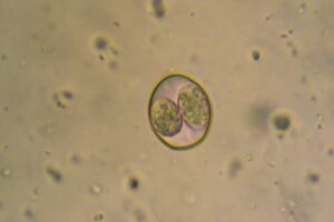 Coccidia in Dogs | Great Pet Care