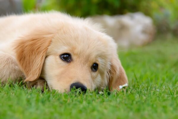 All About Puppy Strangles | Great Pet Care