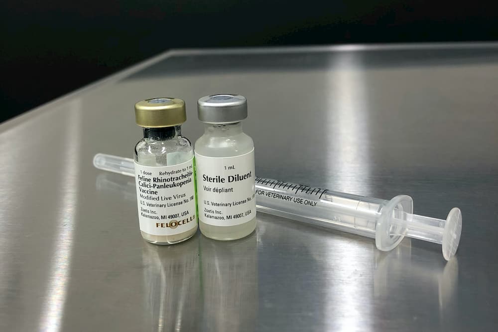 FVRCP Vaccine For Cats Great Pet Care