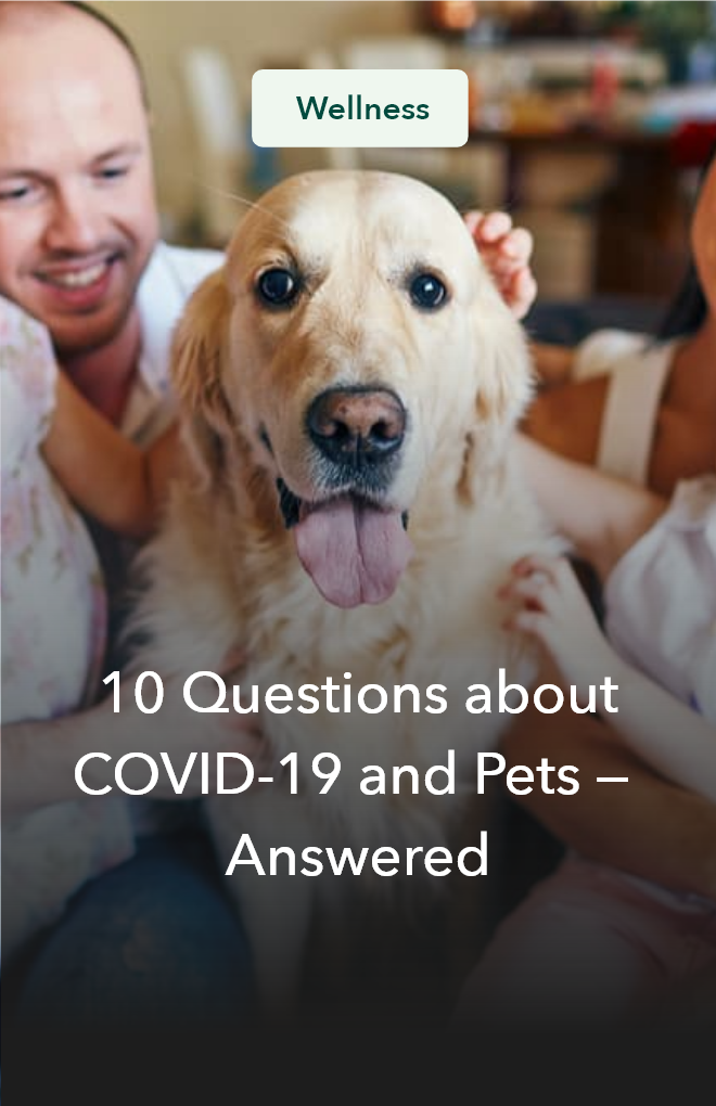 10 Questions about COVID-19 and Pets—Answered | Great Pet Care