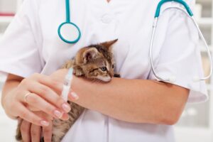 FVRCP Vaccine for Cats | Great Pet Care