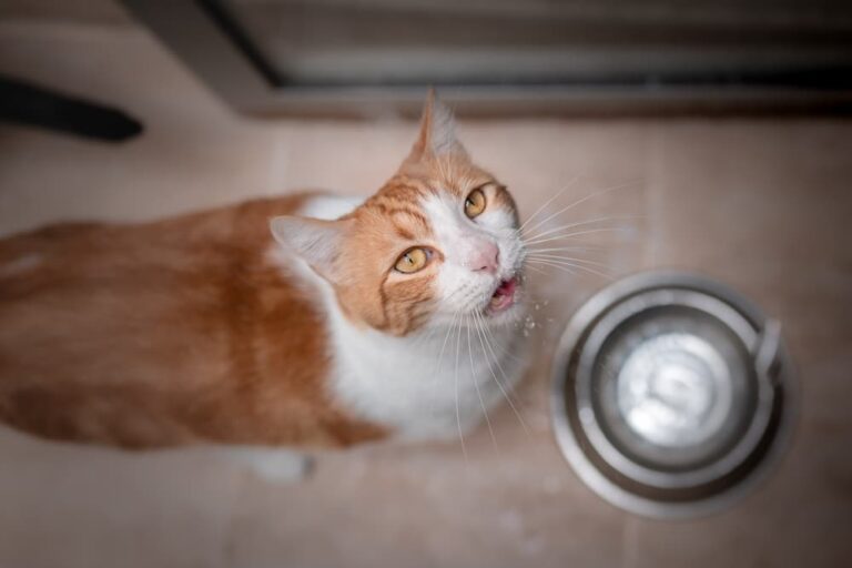 Megacolon in Cats | Great Pet Care