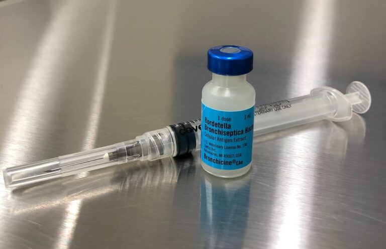 Bordetella Vaccine for Dogs | Great Pet Care