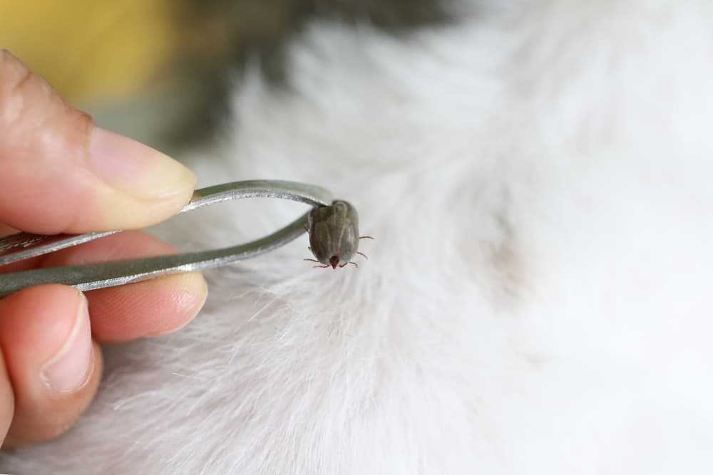 5 Tick Removal Tools and How To Use Them Great Pet Care
