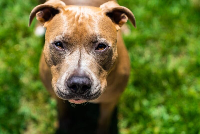 Dog Burping: What’s Normal and What’s Not | Great Pet Care