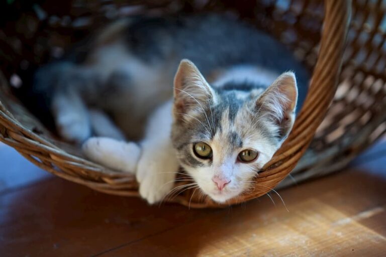 10 Things to Avoid Doing When Leaving Your Cat Alone | Great Pet Care