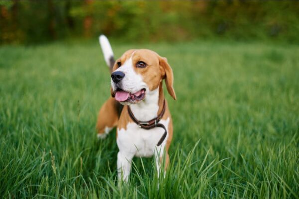 10 Most Active Dog Breeds | Great Pet Care
