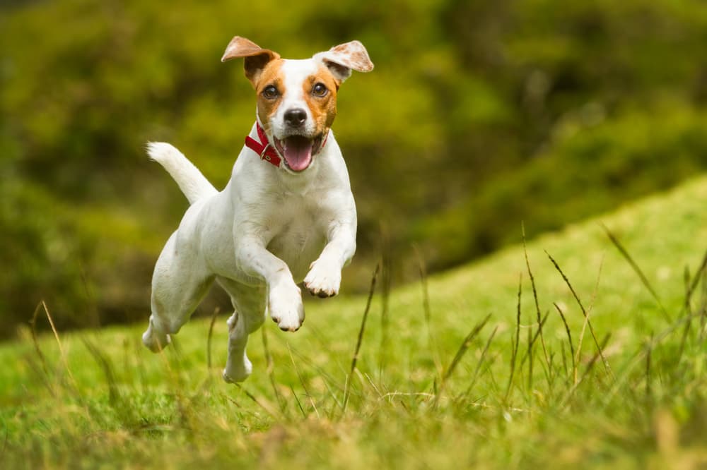 10 Most Active Dog Breeds | Great Pet Care