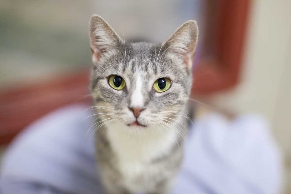 Feline Leukemia Vaccine FeLV For Cats Great Pet Care