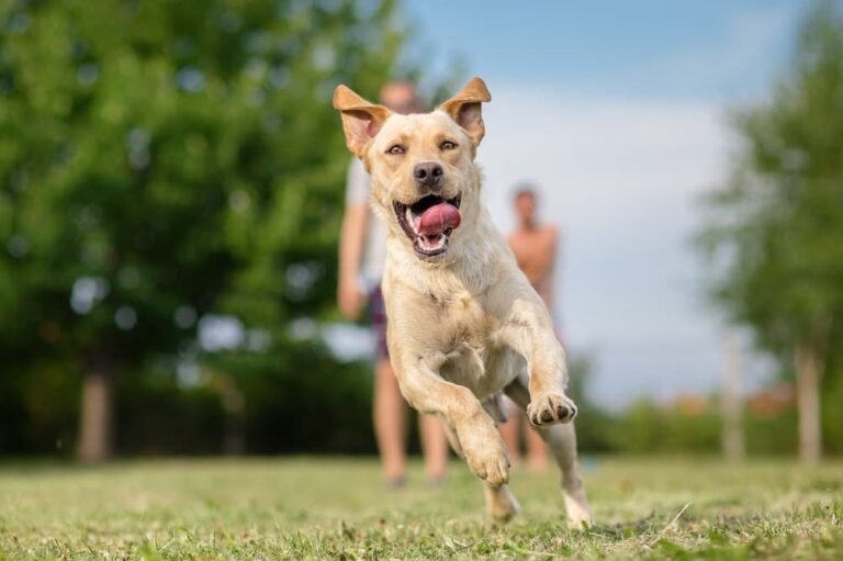 10 Most Active Dog Breeds | Great Pet Care