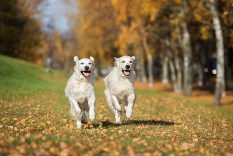 10 Most Active Dog Breeds | Great Pet Care