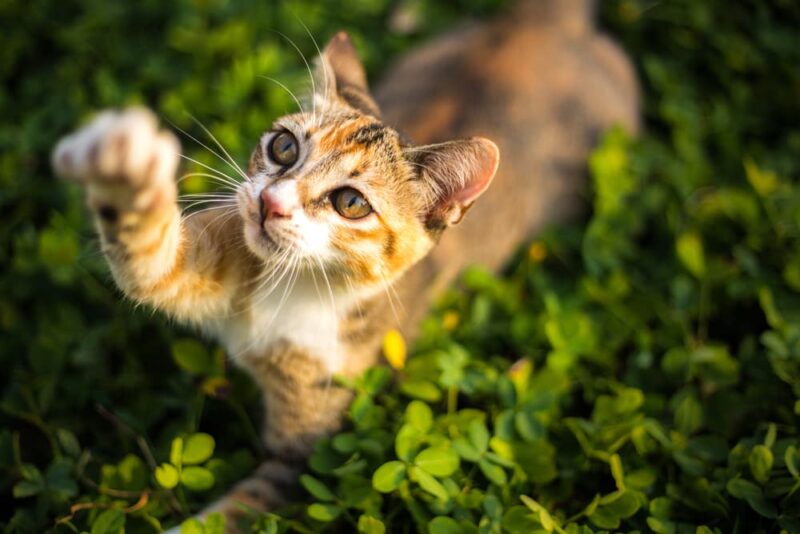 feline-leukemia-vaccine-felv-for-cats-great-pet-care