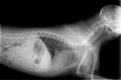 Dog X-Rays: Everything You Want to Know | Great Pet Care