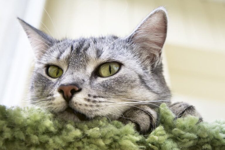 Keratitis in Cats | Great Pet Care