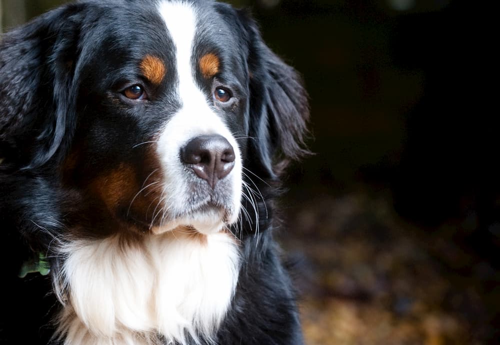 10 Largest Dog Breeds | Great Pet Care