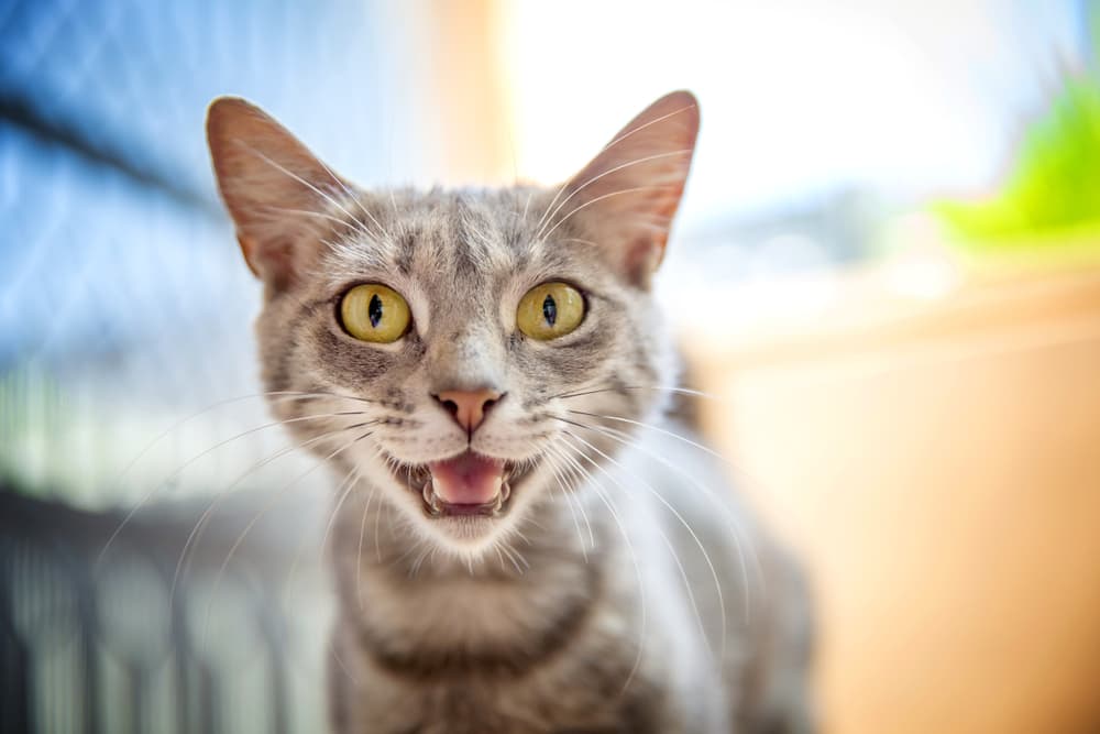 Cat Trilling Why They Do It And What It Means Great Pet Care Cat Trilling Why They Do It And What It Means Great Pet Care