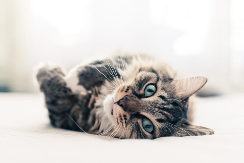 Cat Trilling: Why They Do It and What It Means | Great Pet Care
