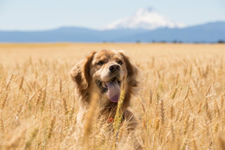 Dog Digestion Everything You Need To Know Great Pet Care dog-digestion-everything-you-need-to-know-great-pet-care