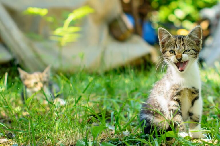 Cat Hissing: Everything You Need to Know | Great Pet Care