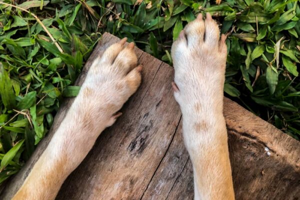 7 Ways to Tell Your Dog’s Nails Are Too Long | Great Pet Care