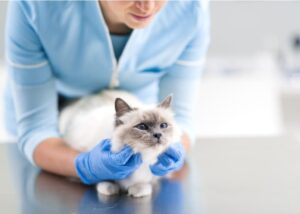 Cat Dry Nose: Causes and How to Help | Great Pet Care