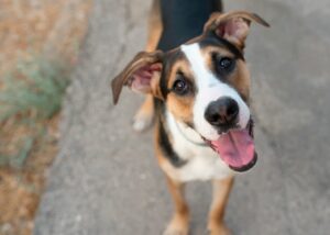 Sebaceous Cysts on Dogs | Great Pet Care