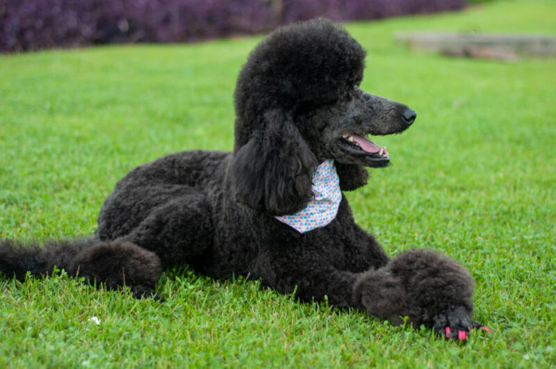 Poodle | Great Pet Care