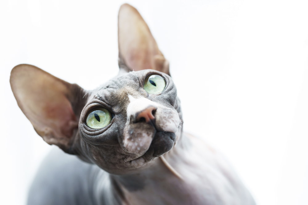 Sphynx Cat | Great Pet Care