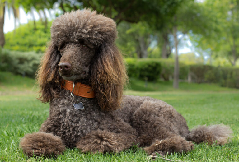 Poodle | Great Pet Care