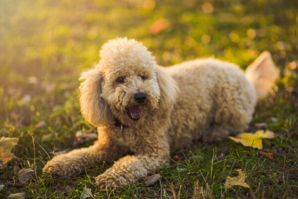 Poodle | Great Pet Care