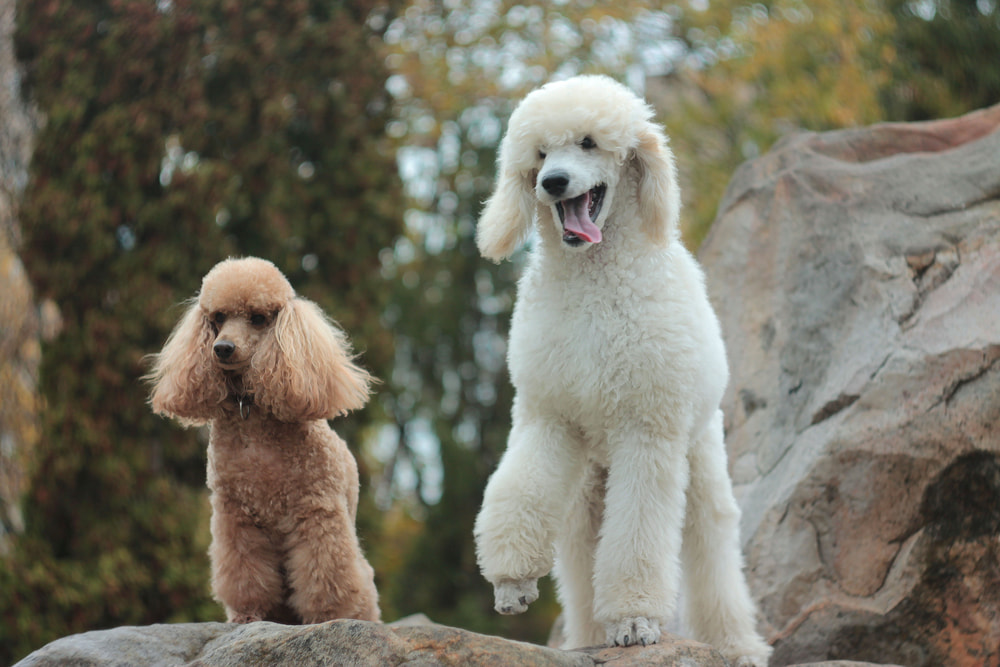Long Haired Poodle