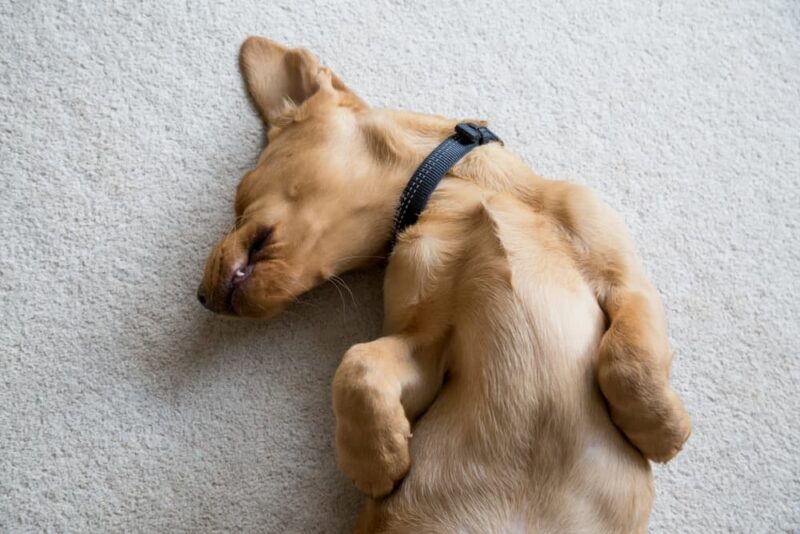 6 Strange Puppy Behaviors and What They Mean | Great Pet Care