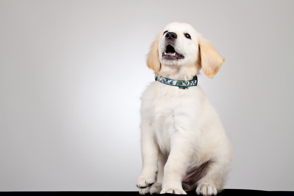 Puppy Jumping: What You Need to Know | Great Pet Care