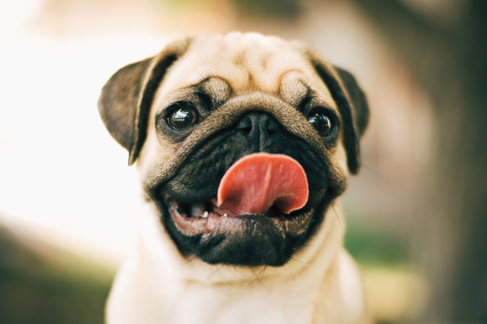 Pug | Great Pet Care