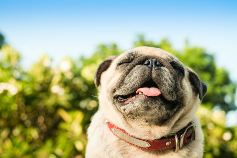 Pug | Great Pet Care