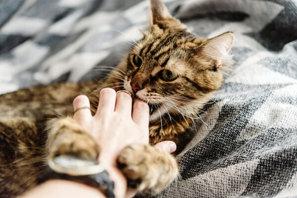 Cat Trilling: Why They Do It and What It Means | Great Pet Care