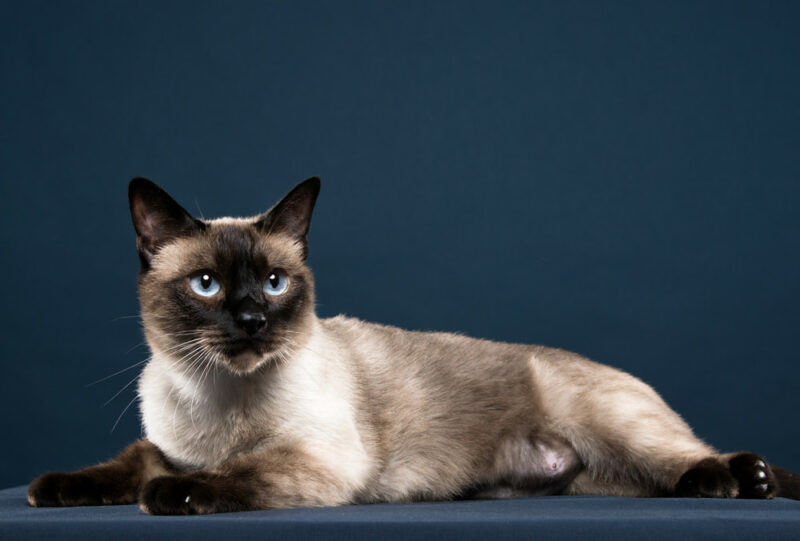 Siamese Cat | Great Pet Care