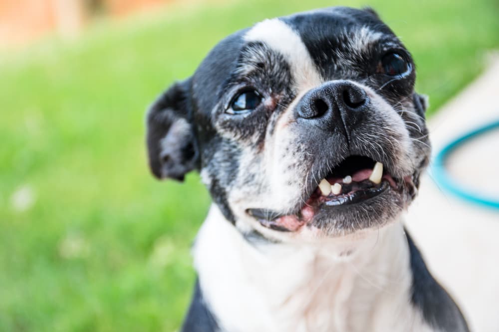 100 Old Man Names For Dogs Great Pet Care