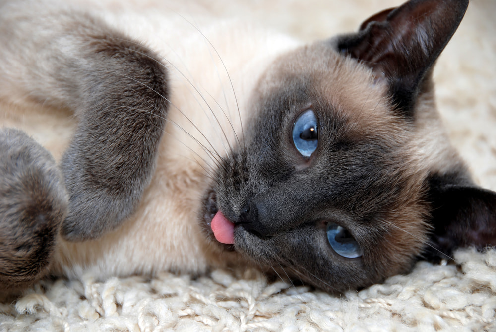 Siamese Cat | Great Pet Care