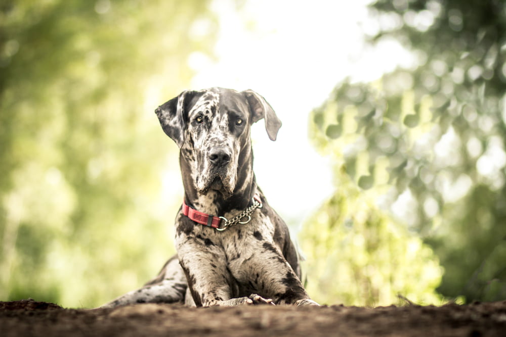 Great Dane | Great Pet Care