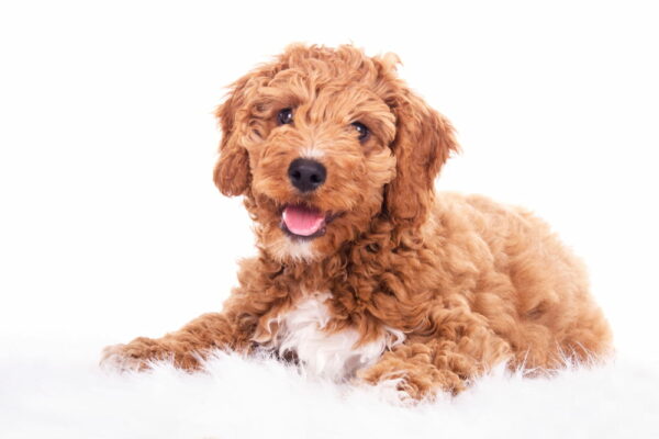 Labradoodle | Great Pet Care