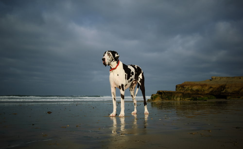 Great Dane | Great Pet Care